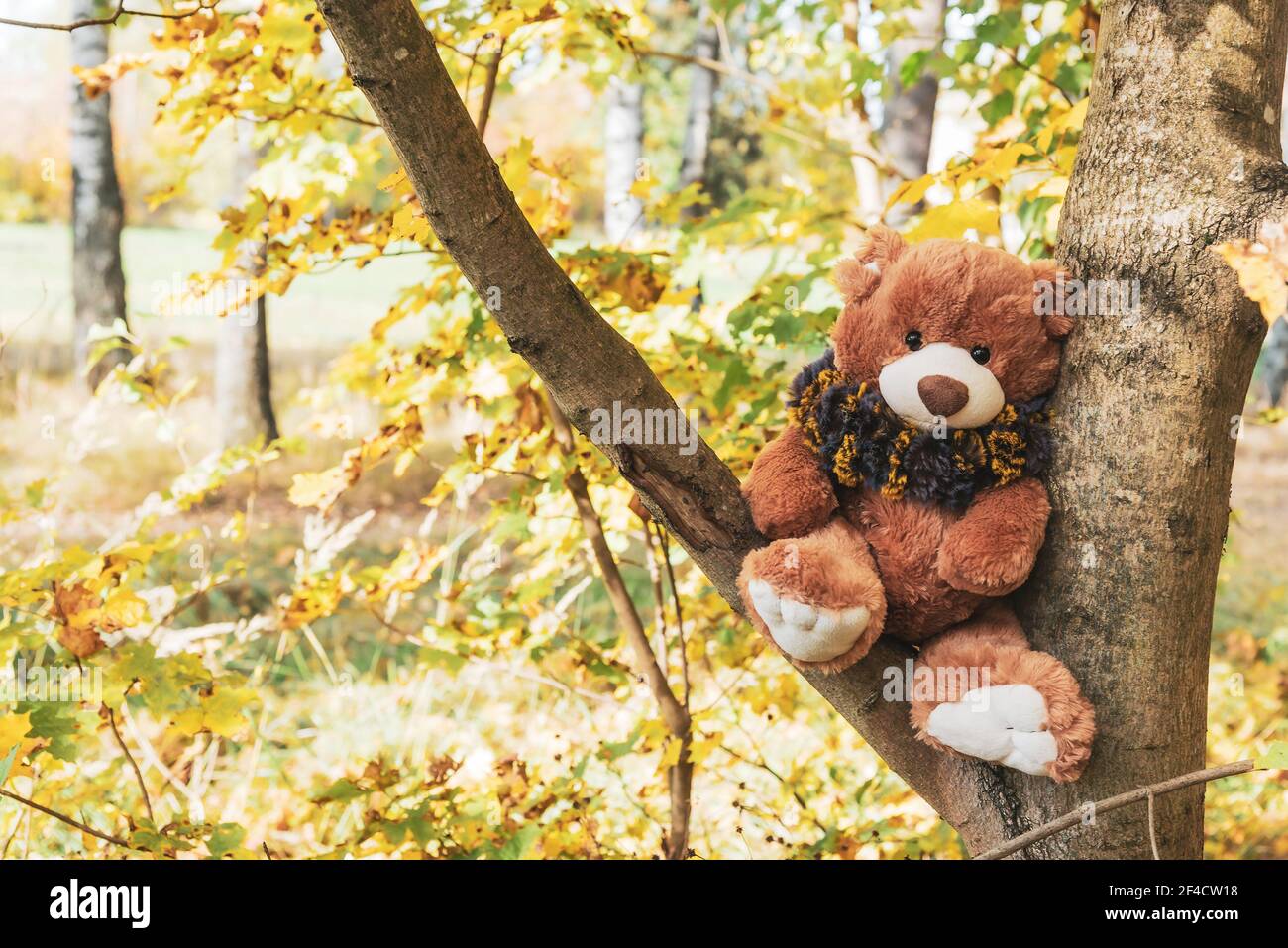A cute teddy bear dressed in a fluffy scarf sits on a tree in the ...