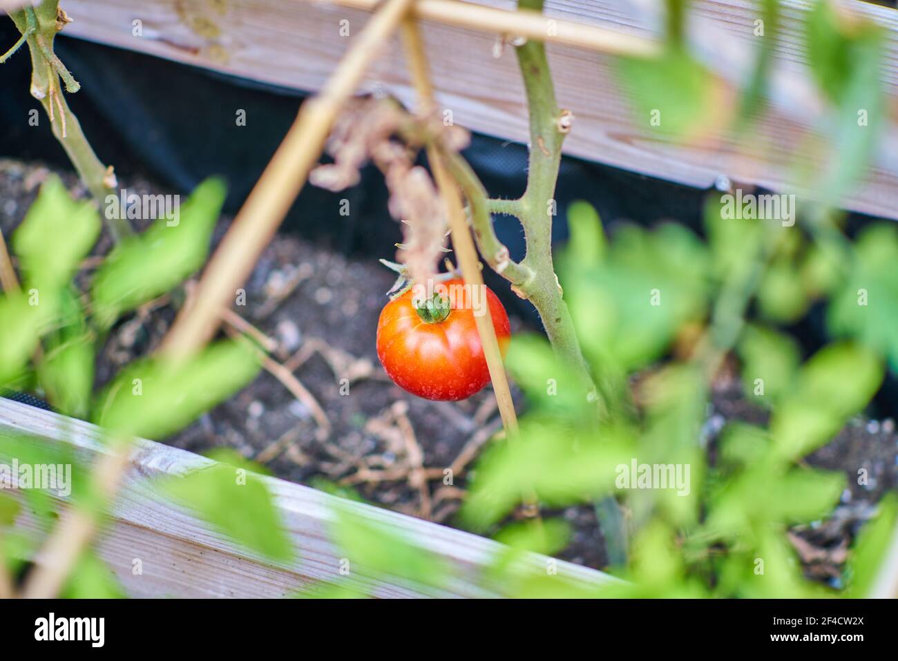 cultivation of small tomatoes in urban garden Stock Photo - Alamy