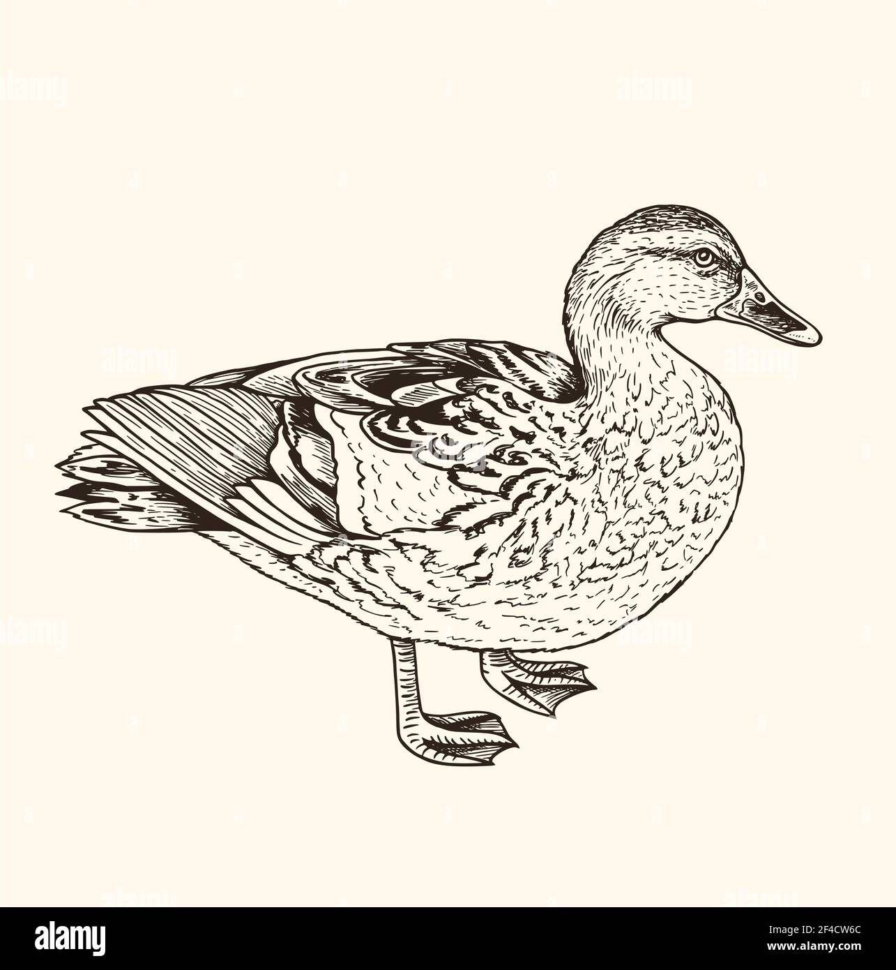 Hand drawn vector illustration of duck. Vintage sketch of animal in the ...
