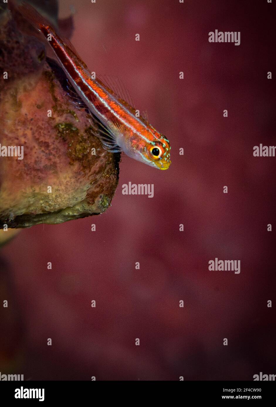 Kbr national park hi-res stock photography and images - Alamy