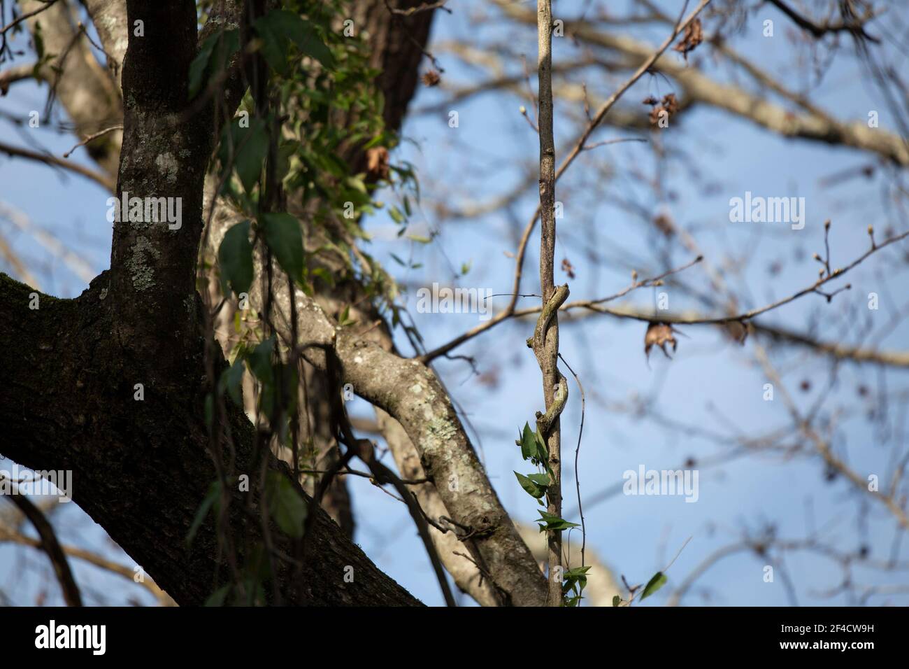 Thick vine hanging from a tree on a cold day Stock Photo - Alamy