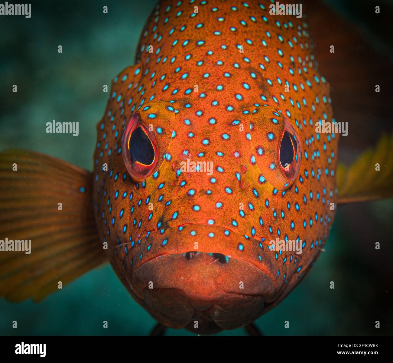 Orange fish with black spots hi-res stock photography and images - Alamy