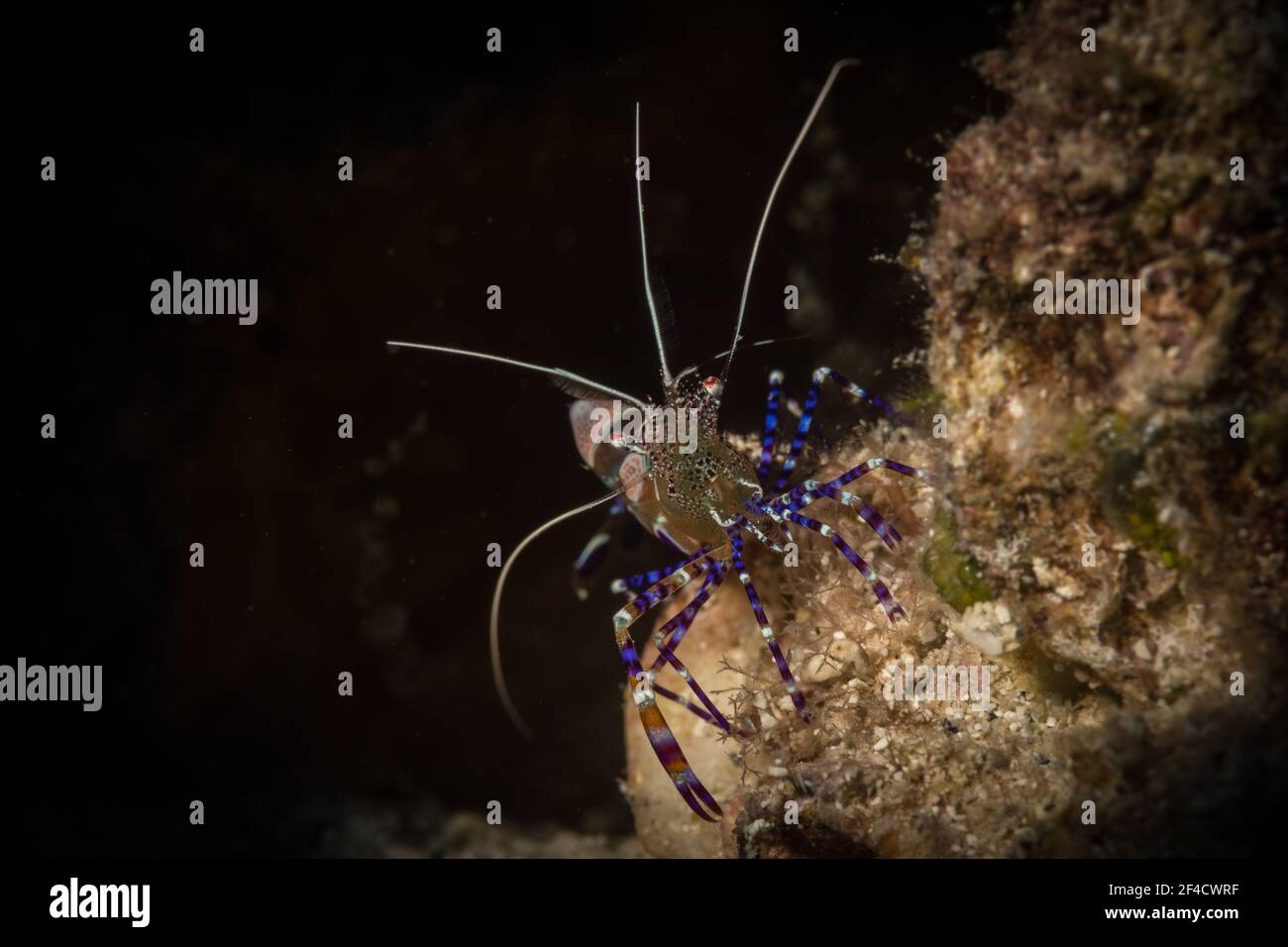 Spotted Cleaner Shrimp (Periclimenes yucatanicus) on the reef off the ...