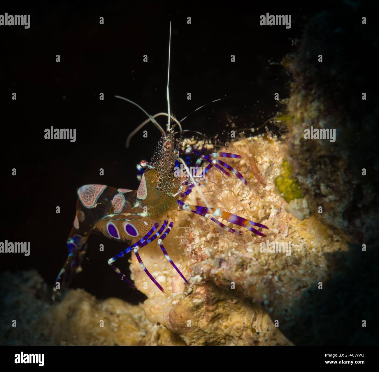 Spotted Cleaner Shrimp (Periclimenes yucatanicus) on the reef off the ...
