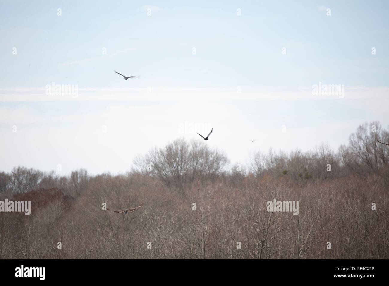 Three vultures - black vulture (Coragyps atratus) and turky vulture ...