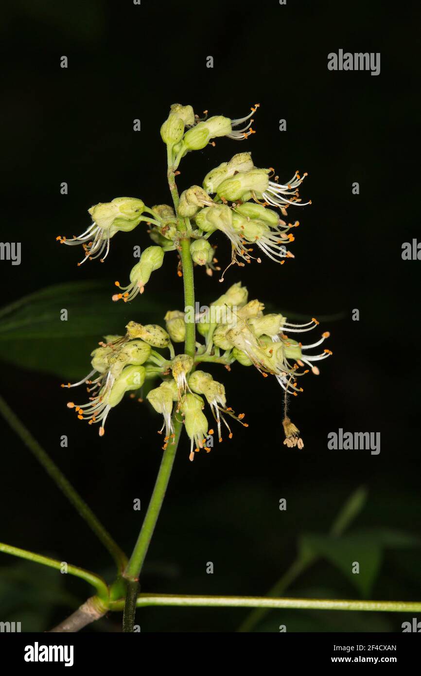 Ohio Buckeye Tree High Resolution Stock Photography and Images - Alamy