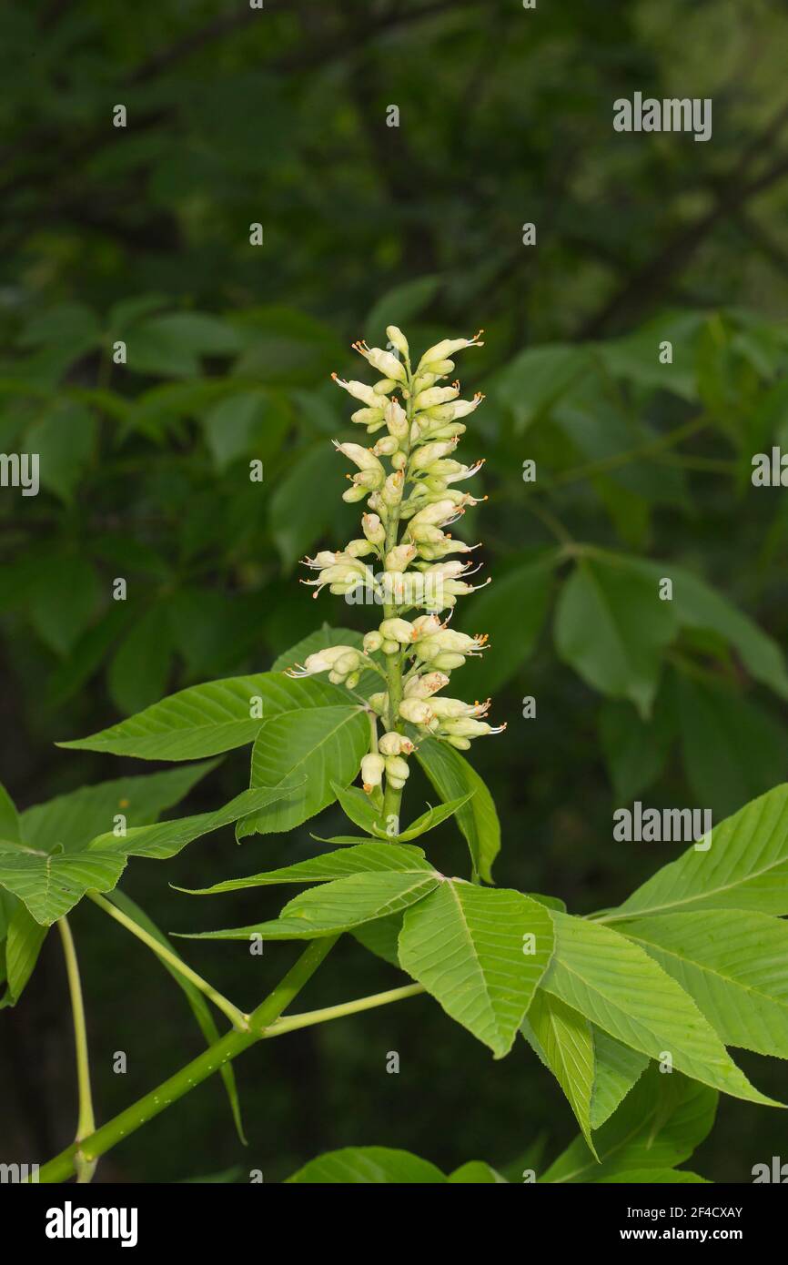 Ohio Buckeye Tree High Resolution Stock Photography and Images - Alamy