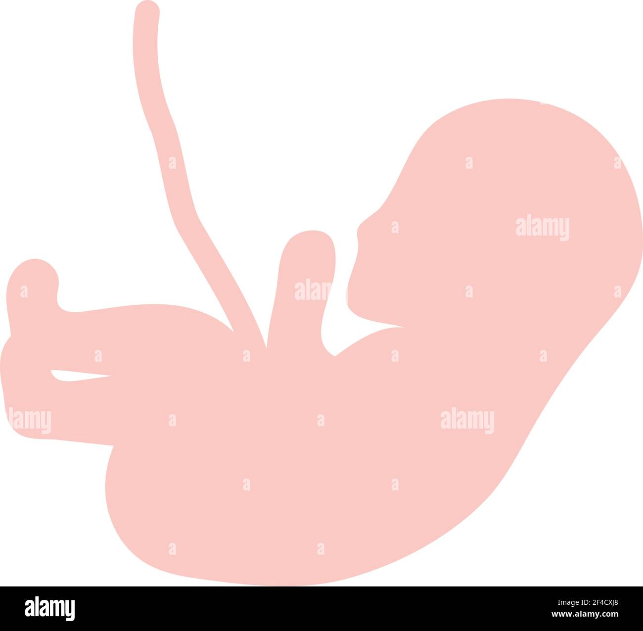 pink fetus isolated Stock Vector Image & Art - Alamy