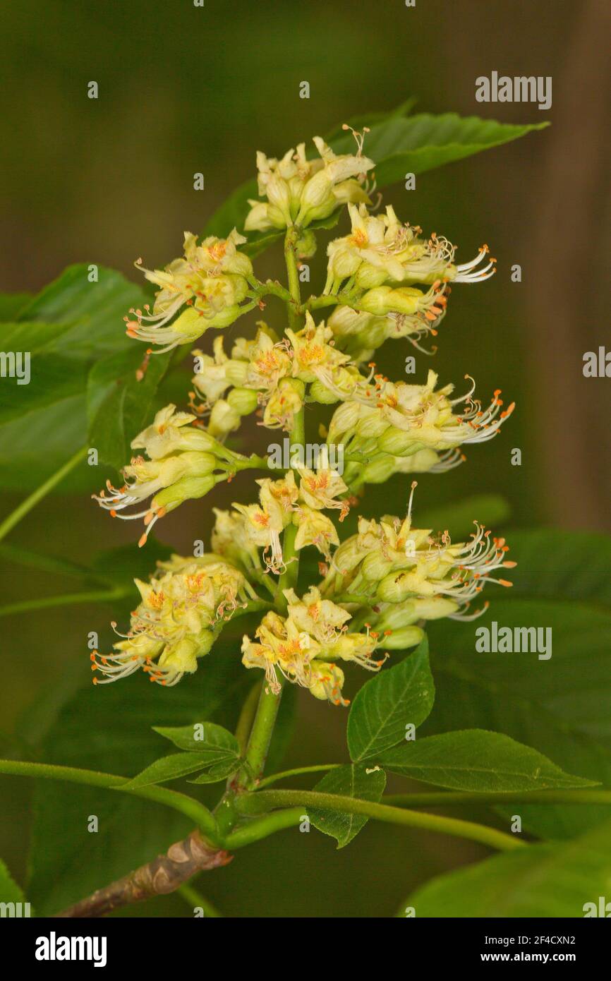 Ohio Buckeye Tree High Resolution Stock Photography and Images - Alamy