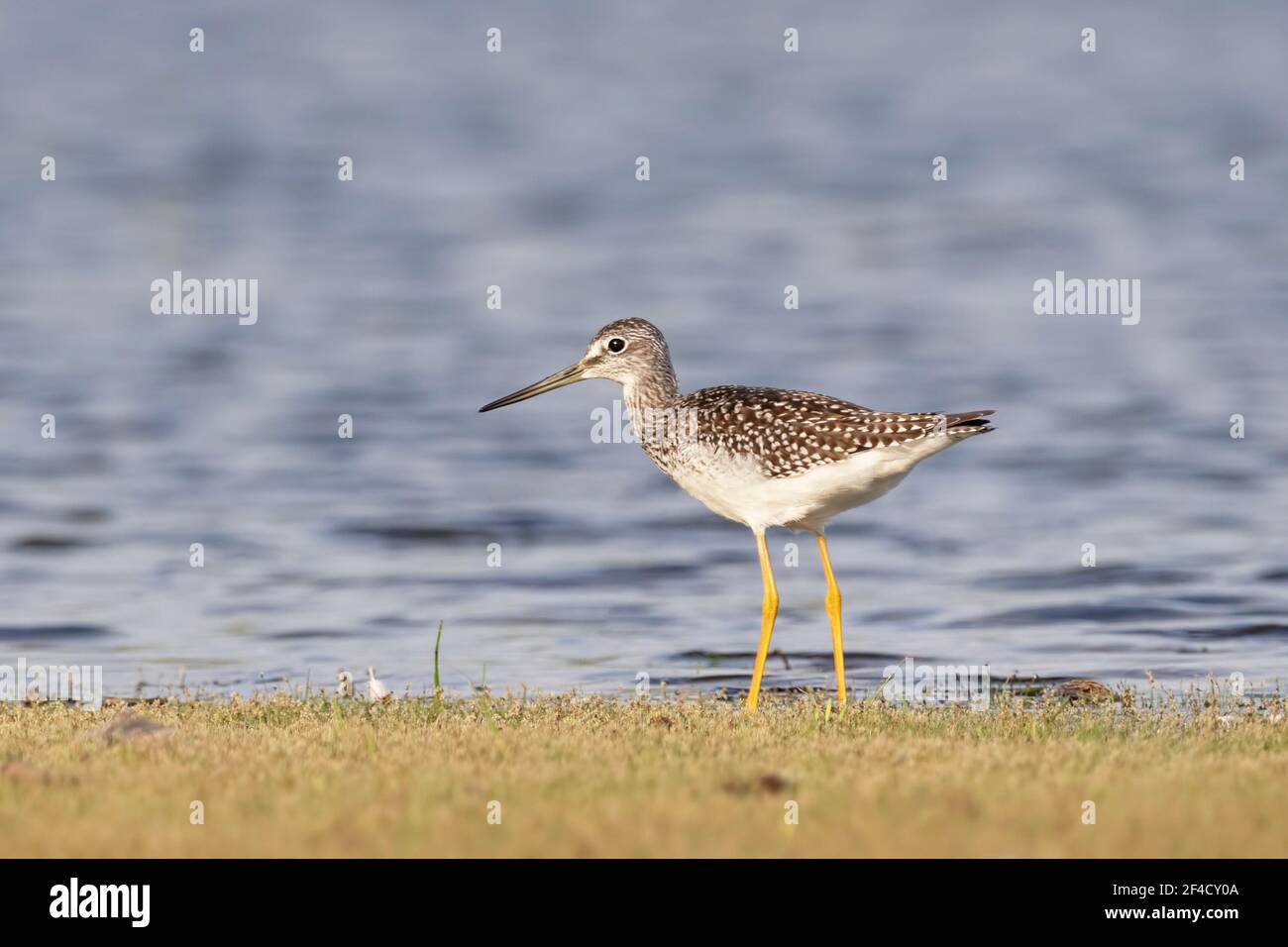 Lesser yellowlegs foraging in the river Stock Photo - Alamy
