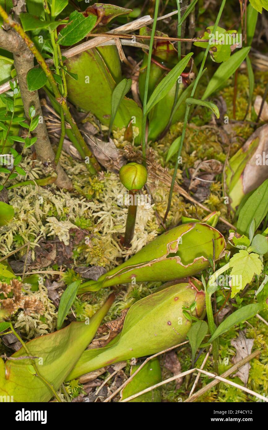 Pitcher Plant Sarracenia Purpurea High Resolution Stock Photography and ...