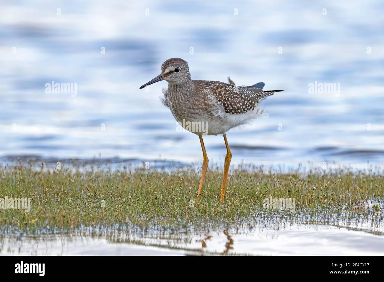 Lesser yellowlegs foraging in the river Stock Photo - Alamy