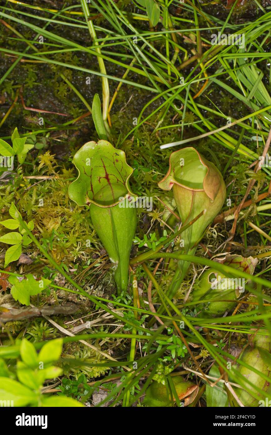 Pitcher Plant Sarracenia Purpurea High Resolution Stock Photography and ...