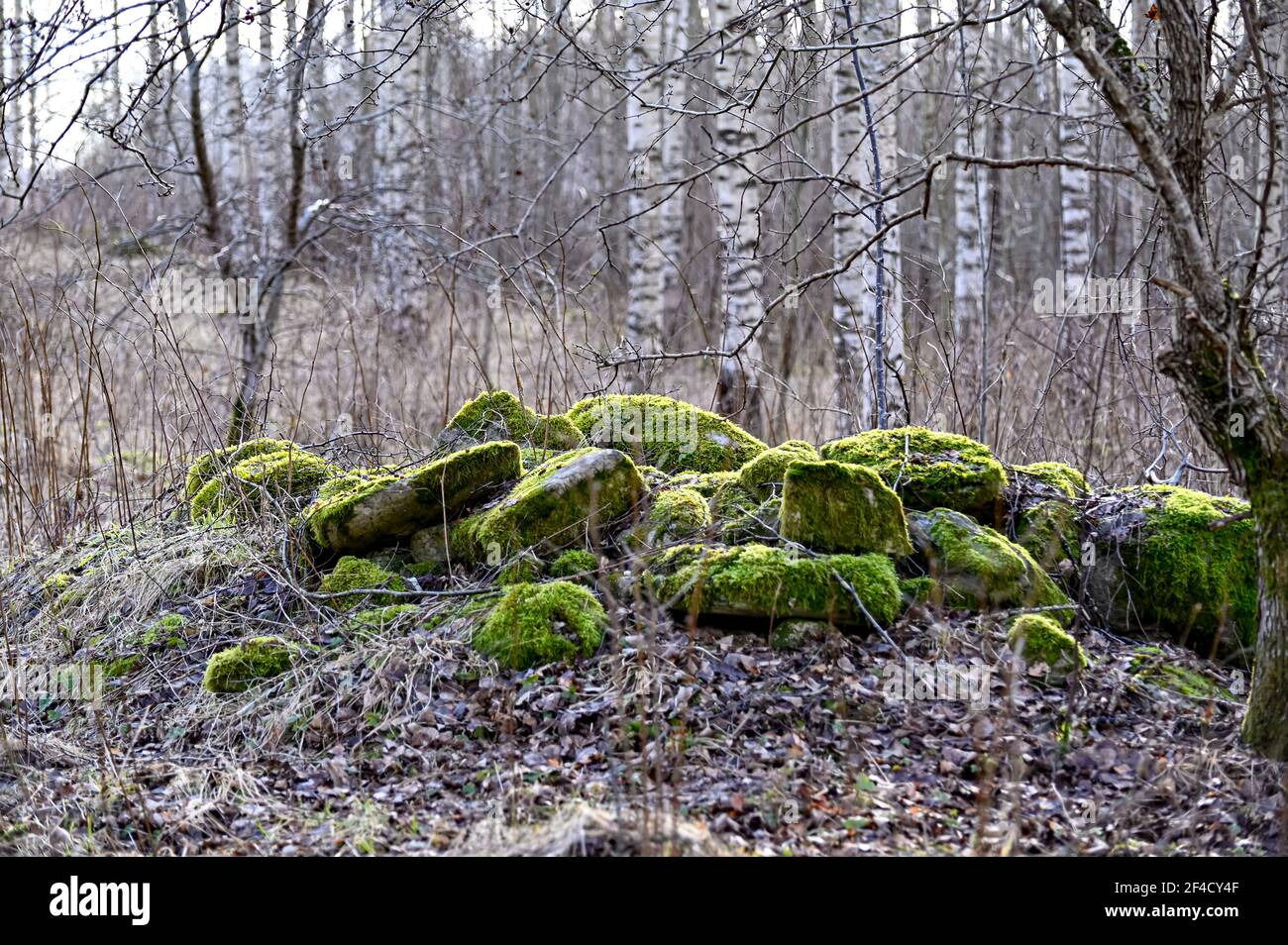 Moss covered wood pile hi-res stock photography and images - Alamy