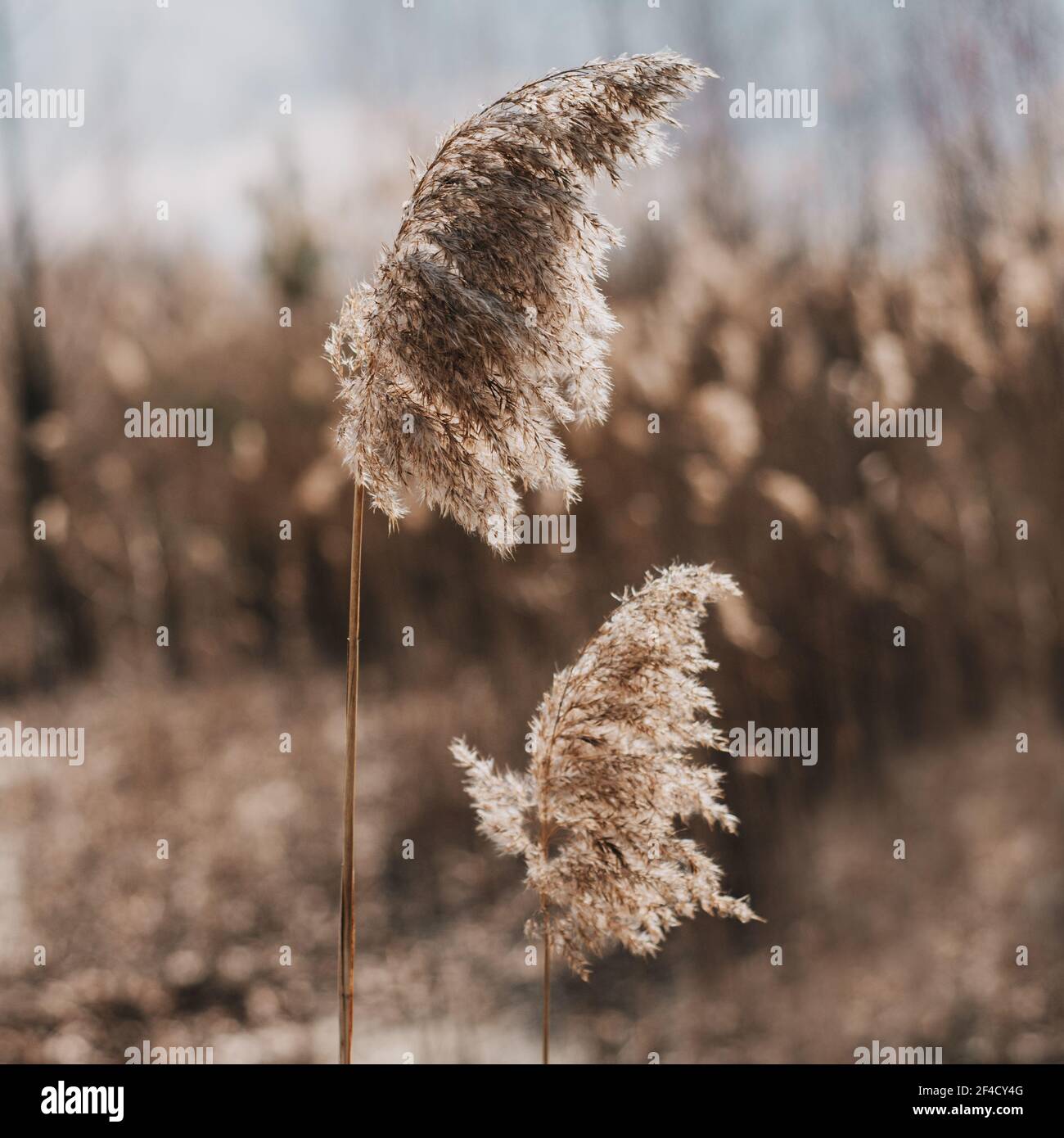 Dry beige common reed natural background. Beautiful trendy decor in ...