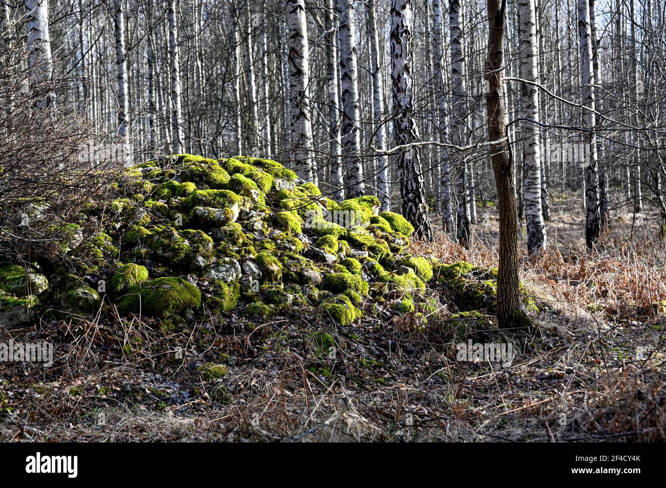Moss covered wood pile hi-res stock photography and images - Alamy