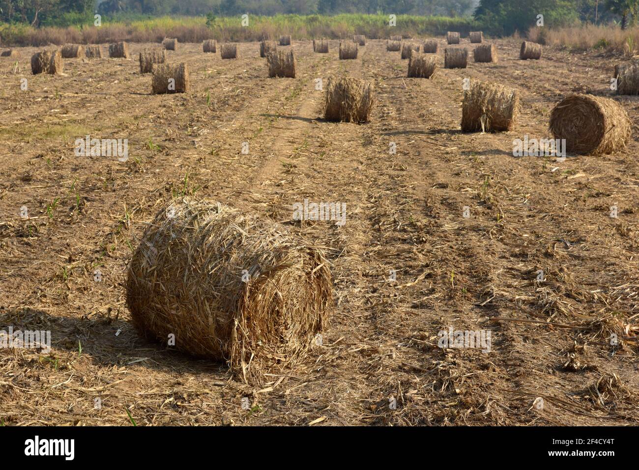 The dried sugarcane leaves are rolled into a circular motion after ...