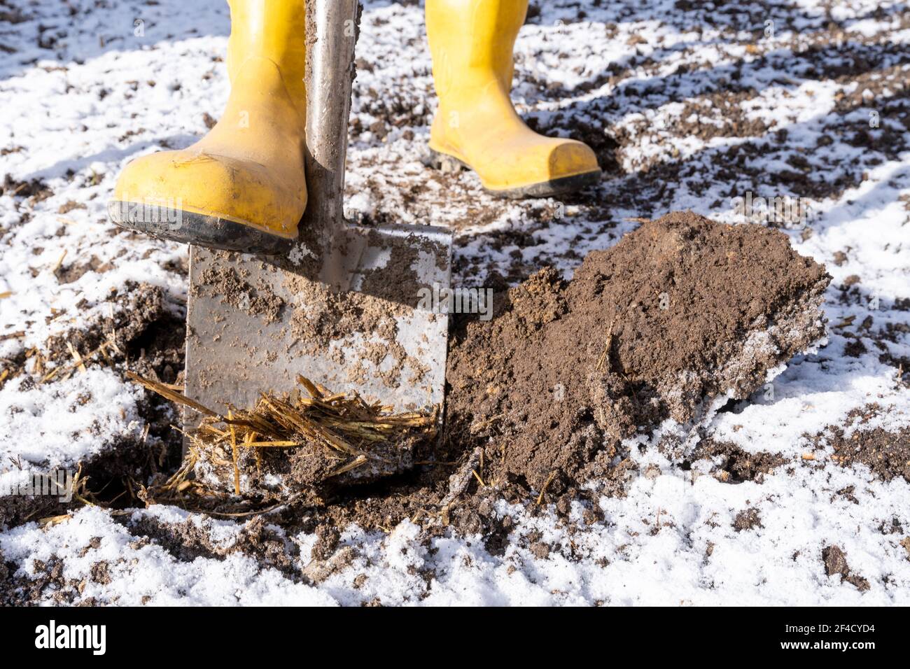 Detail of gardener with garden fork digging on allotment Stock Photo ...