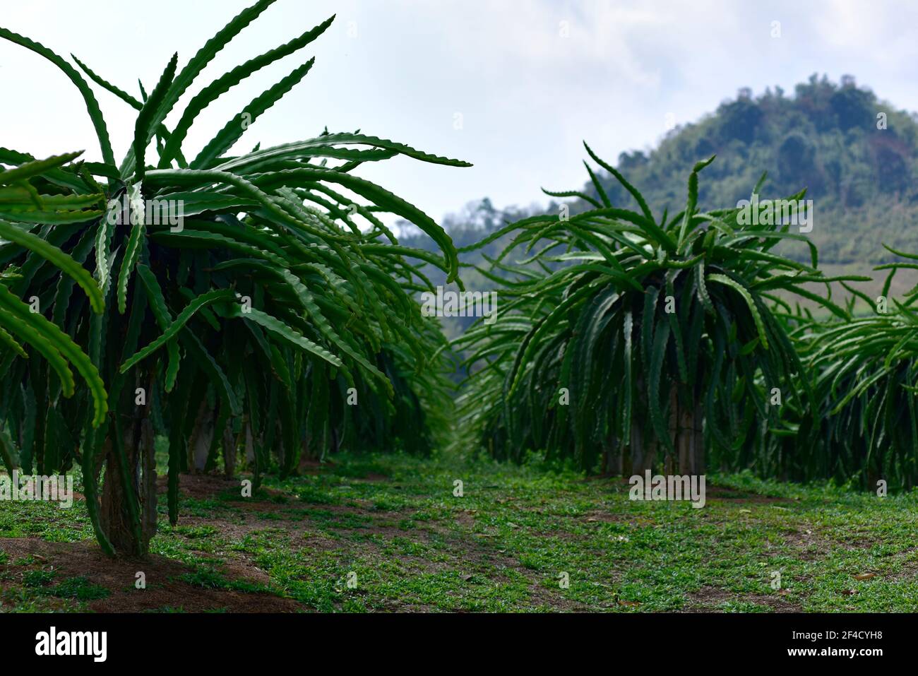 Early varieties dragon fruit plants in garden. field of fruit tree ...