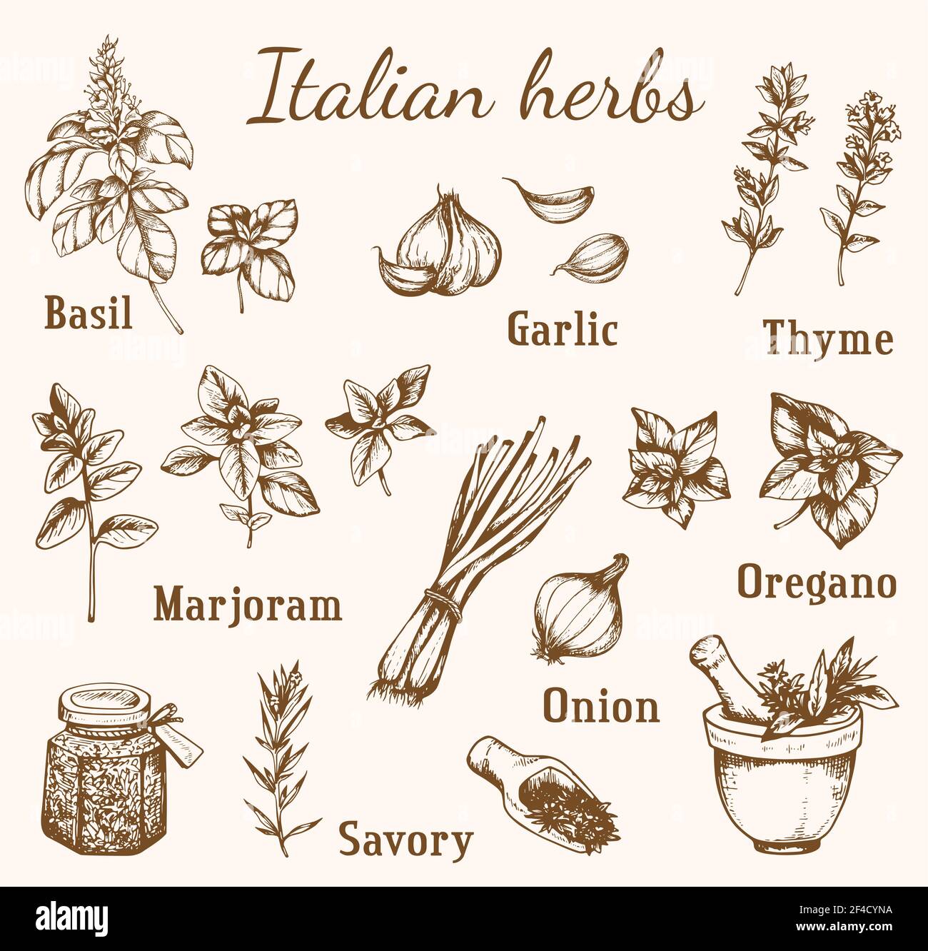 Savory herb Stock Vector Images - Alamy