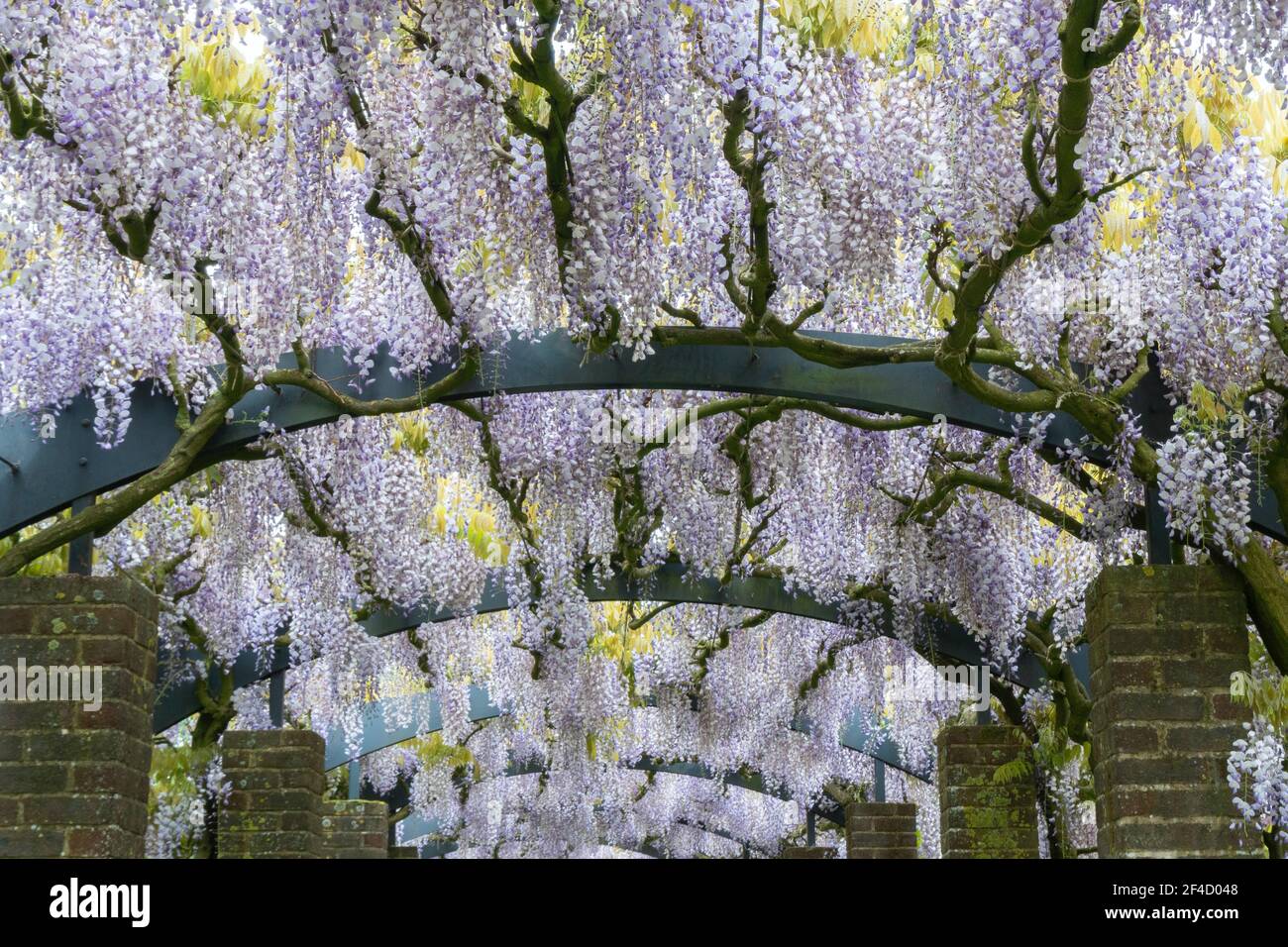 Bluebell in Southampton Old Cemetery Stock Photo - Alamy