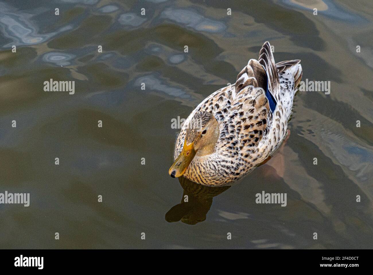 Leucistic Rare Mallard Duck on Lake showing black and white speckled ...