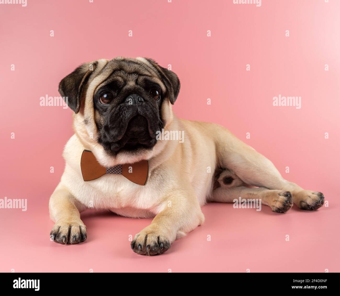 Cute Pug dog with bowtie on pink background Stock Photo - Alamy