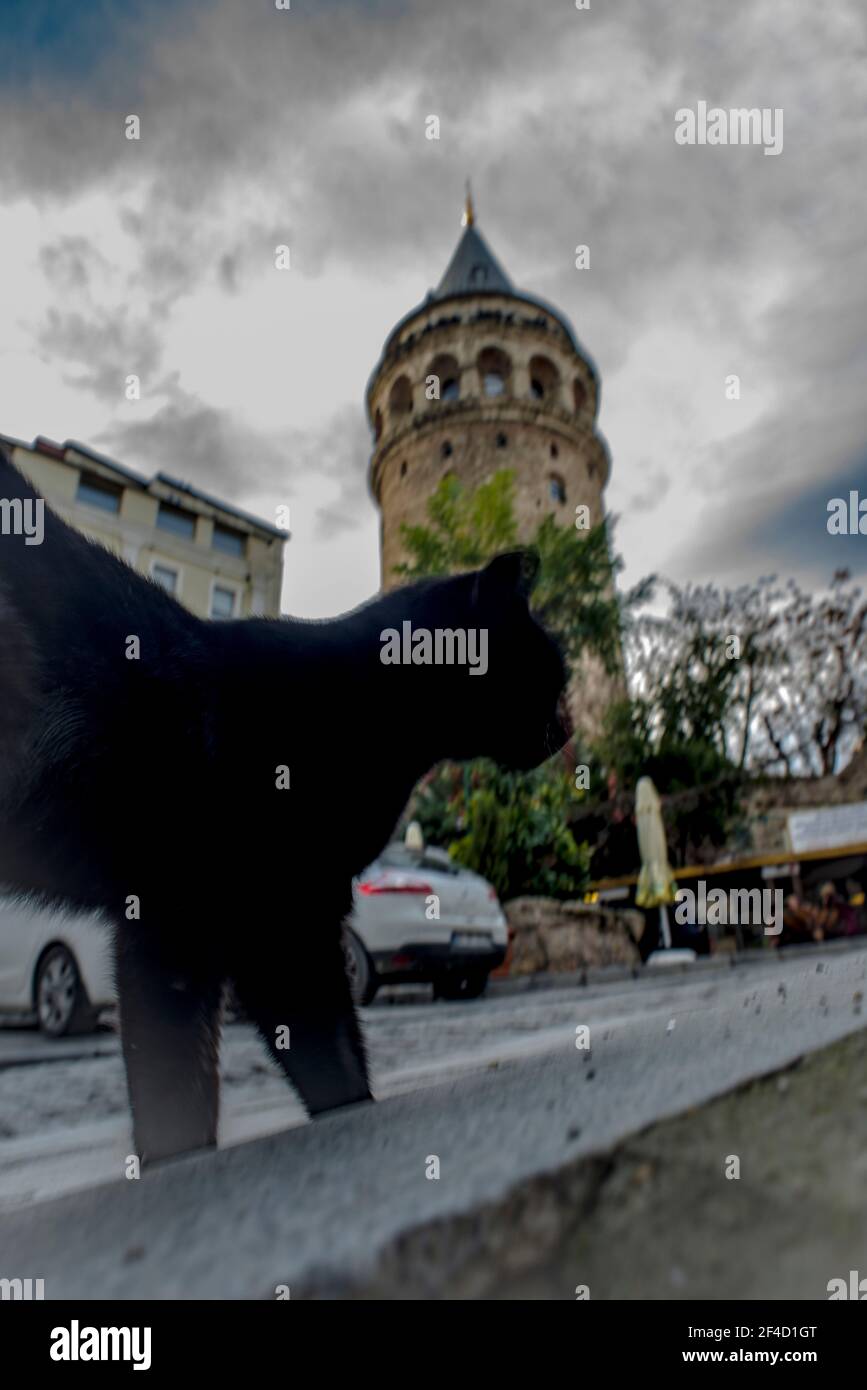 Street cats are omnipresent in Istanbul, Turkey. Here a cat went in ...