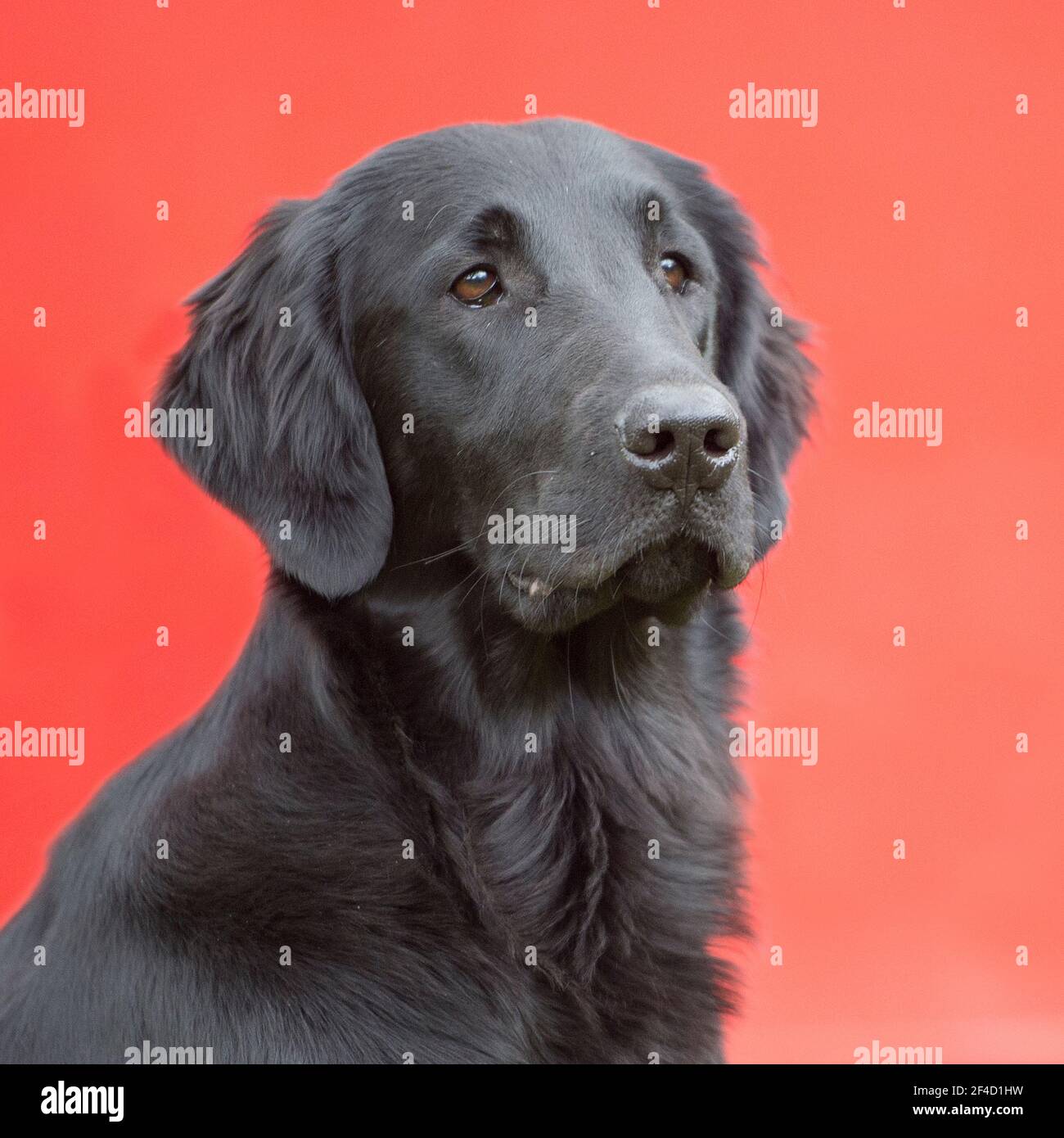 Flat coat retriever eye hi-res stock photography and images - Alamy