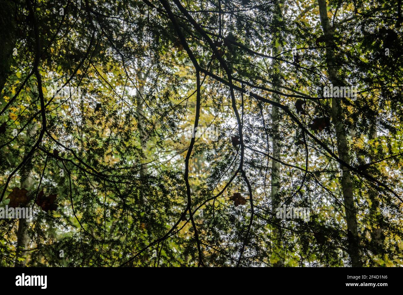 Colton trees hi-res stock photography and images - Alamy