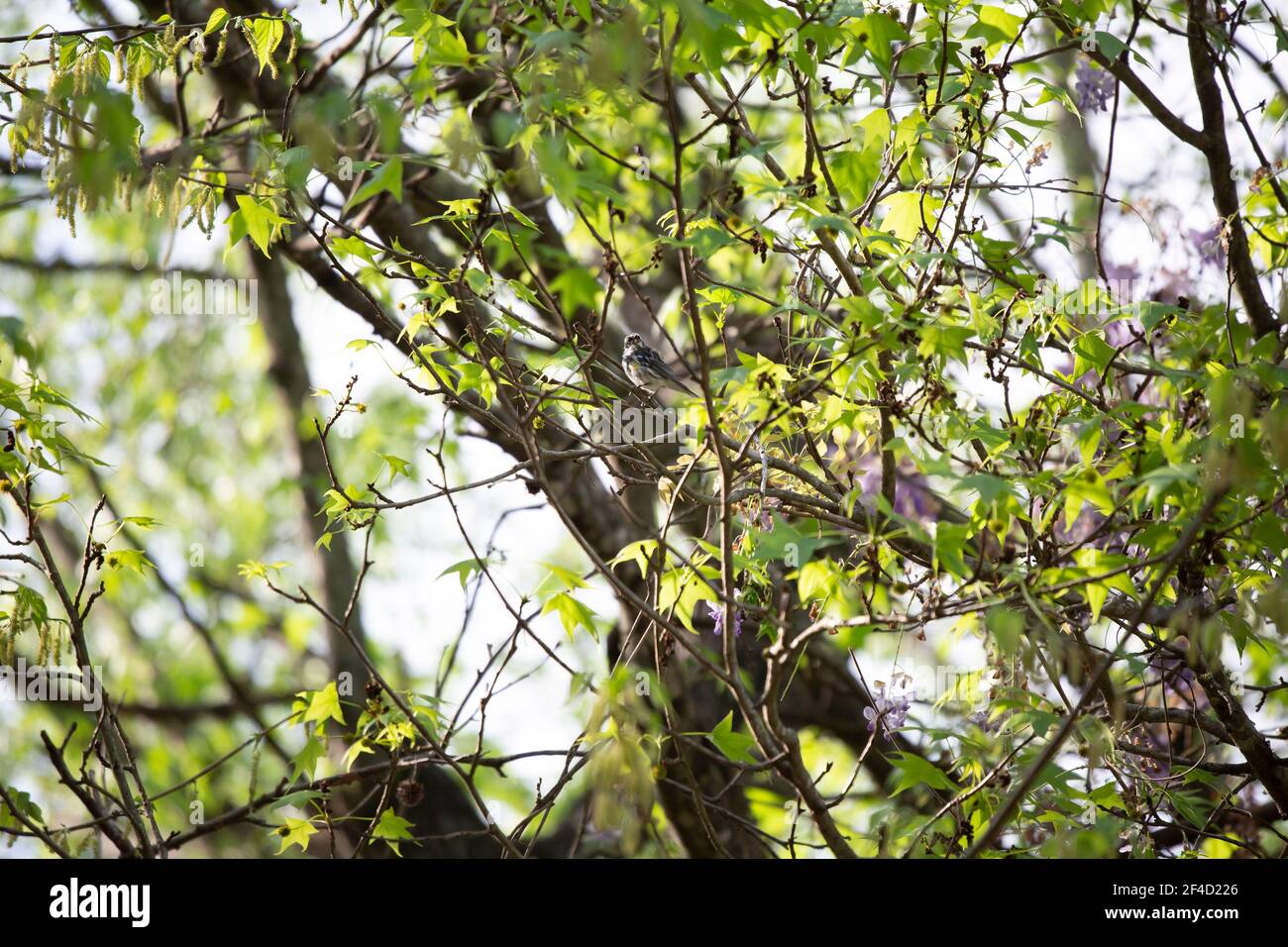 Male yellow-rumped warbler (Setophaga coronata) looking out from his ...
