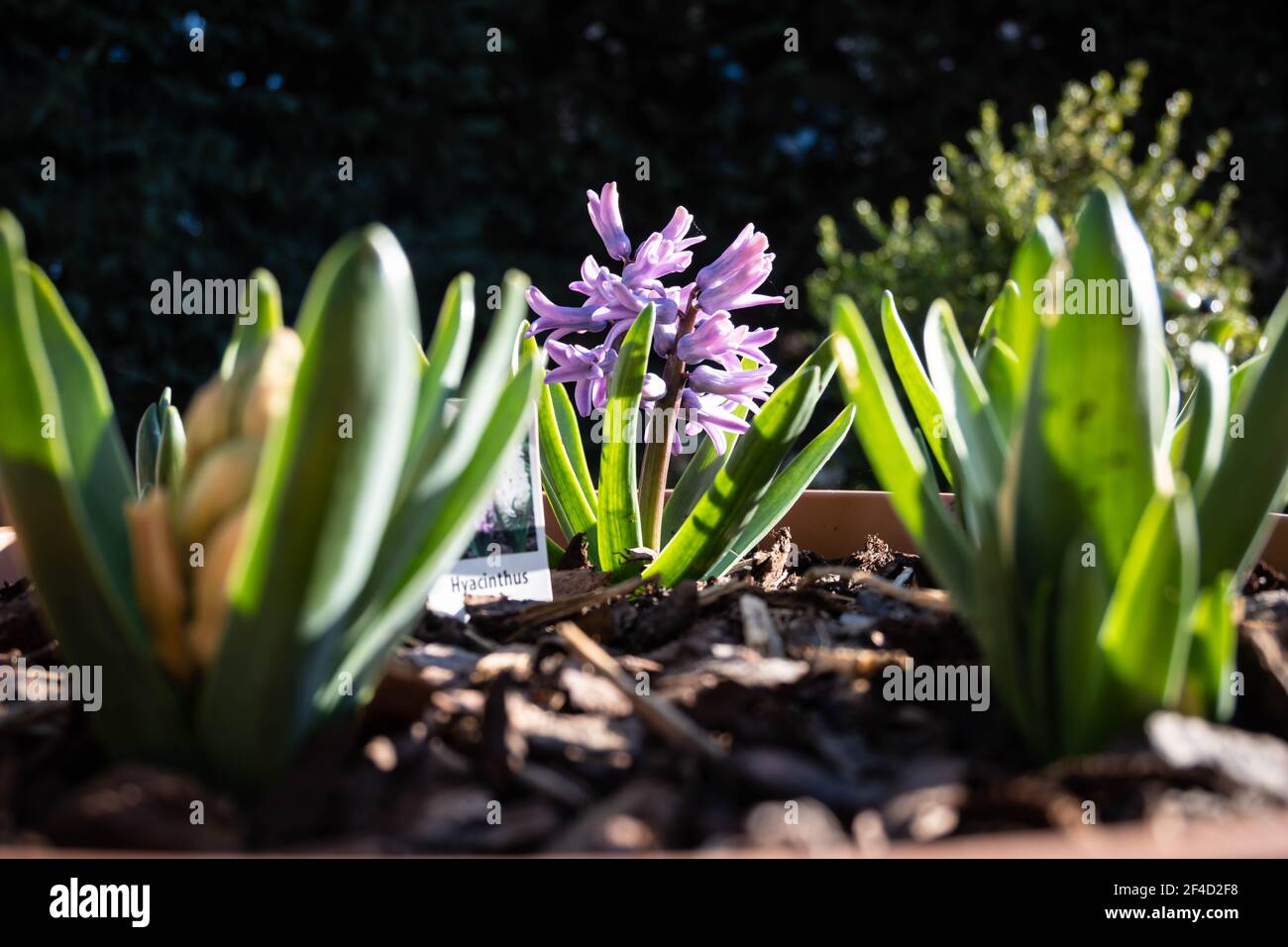 Hyacinthus is a genus of plants from the Asparagaceae family ...