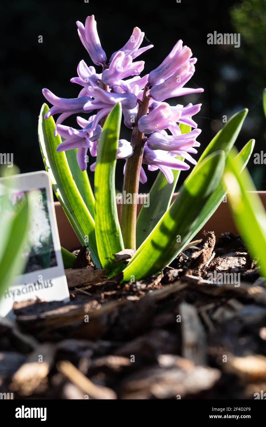 Hyacinthus is a genus of plants from the Asparagaceae family ...
