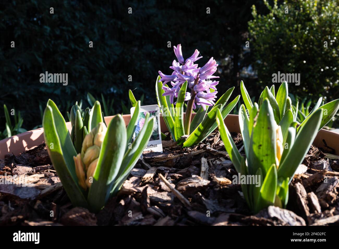 Hyacinthus is a genus of plants from the Asparagaceae family ...