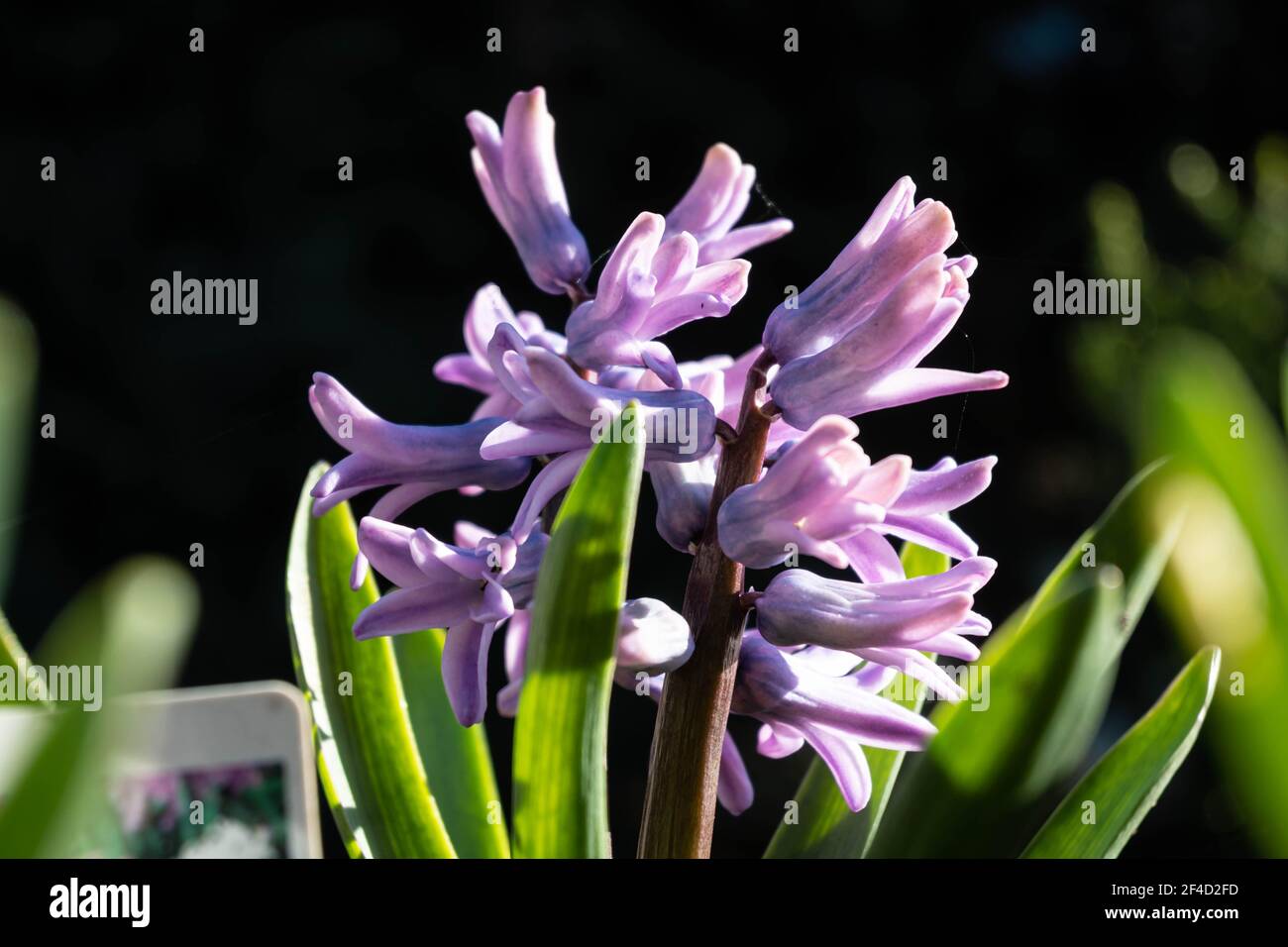 Hyacinthus is a genus of plants from the Asparagaceae family ...