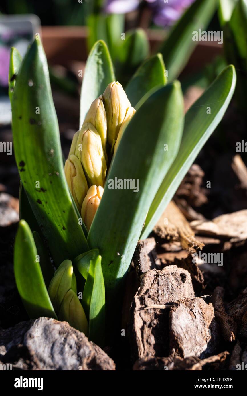 Hyacinthus is a genus of plants from the Asparagaceae family ...