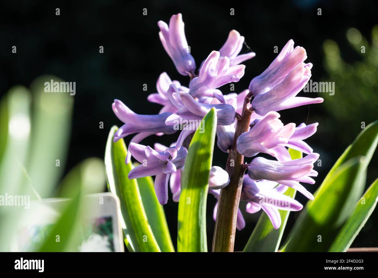 Hyacinthus is a genus of plants from the Asparagaceae family ...
