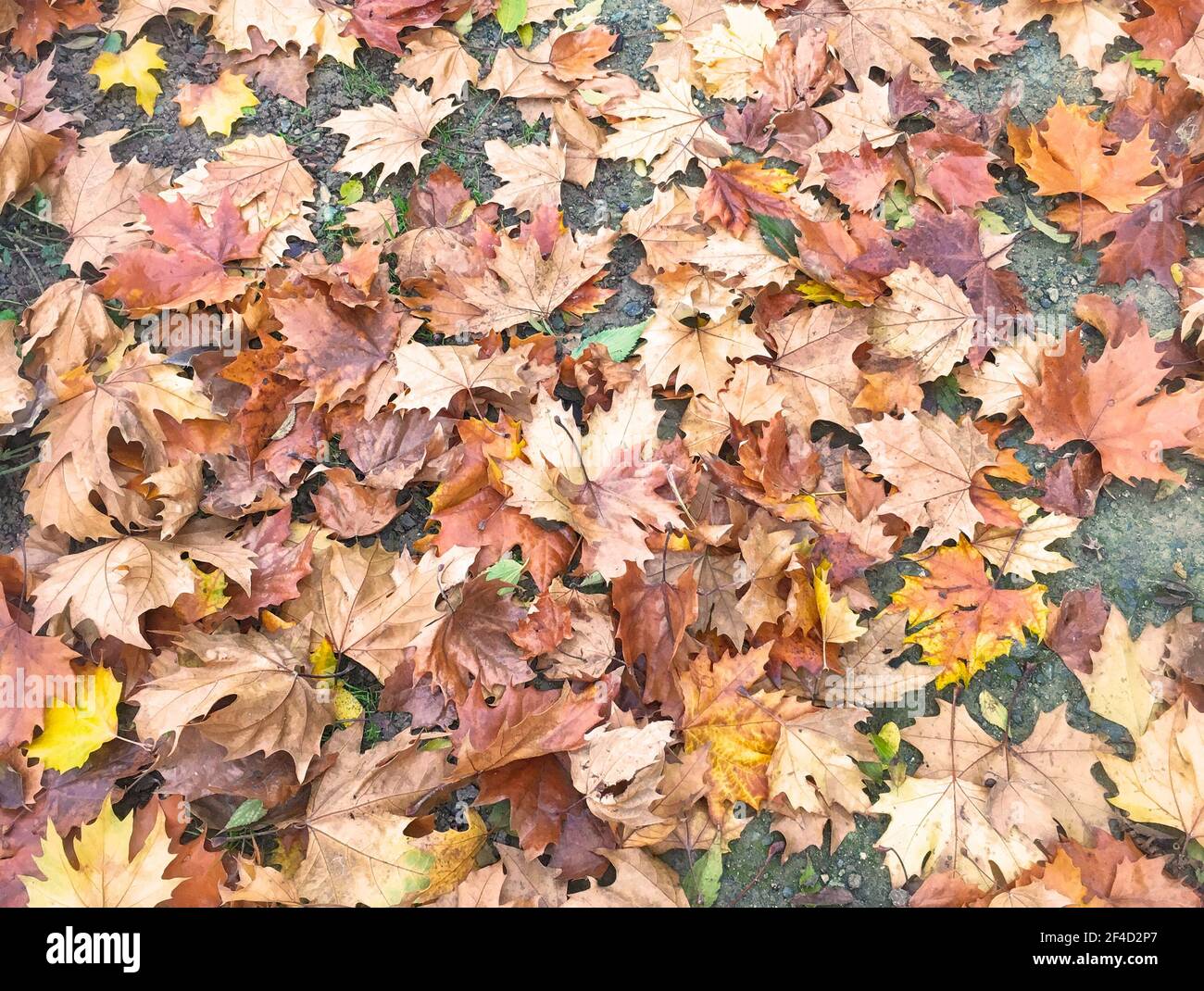 Falling leaves in autumn Stock Photo - Alamy