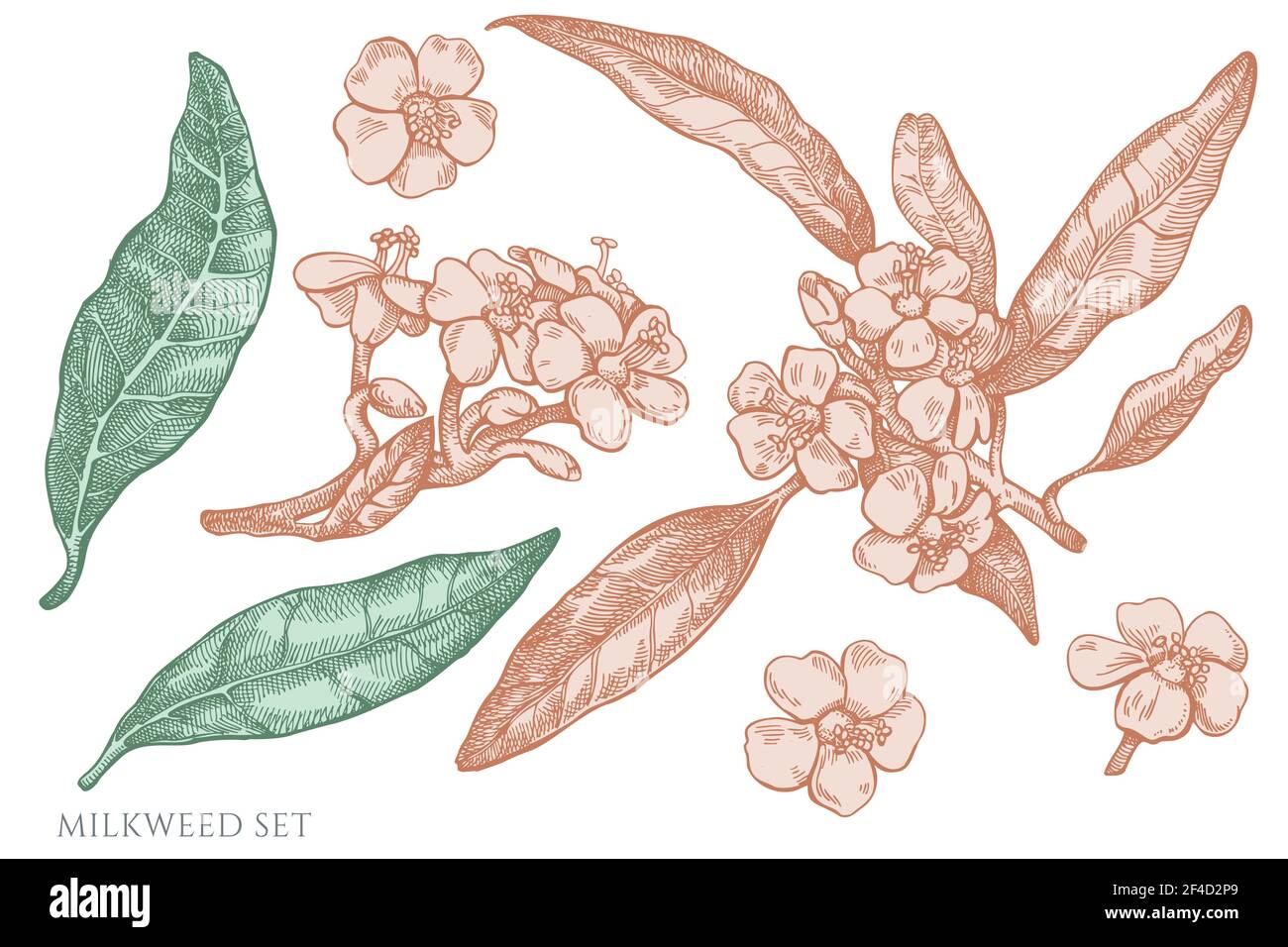 Botanical drawing of milkweed hi-res stock photography and images - Alamy