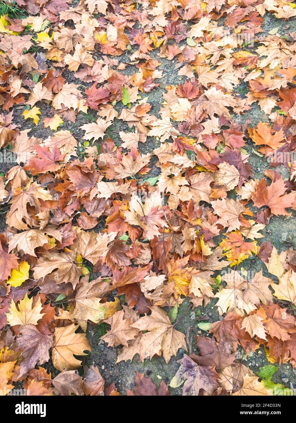 Falling leaves in autumn hi-res stock photography and images - Alamy