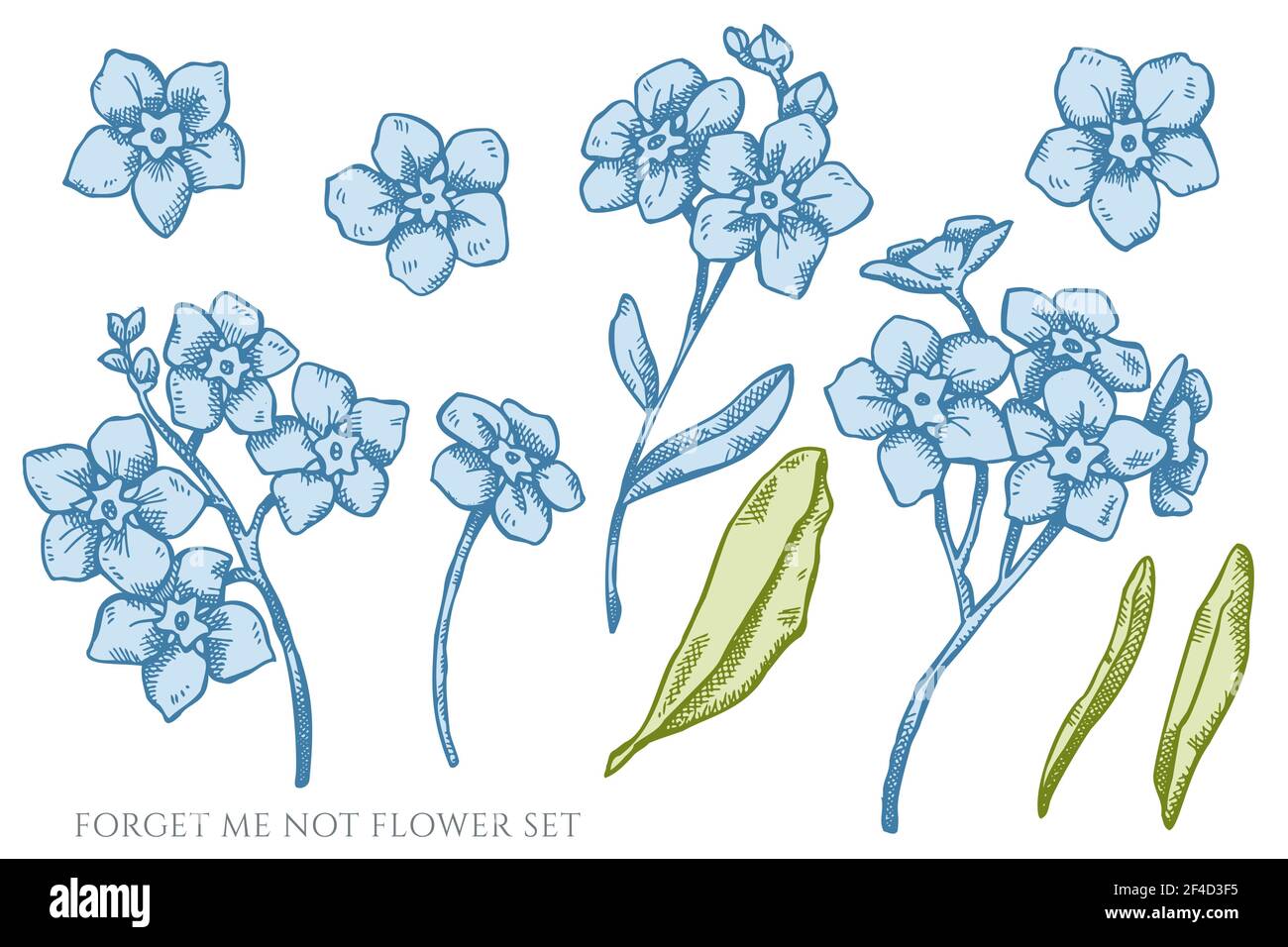 Vector set of hand drawn pastel forget me not flower Stock Vector Image ...