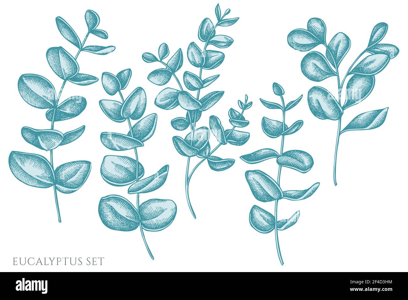 Eucalyptus silver dollar greenery Stock Vector Images - Alamy
