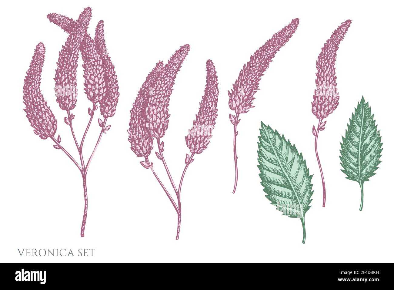 Vector set of hand drawn pastel veronica Stock Vector Image & Art - Alamy