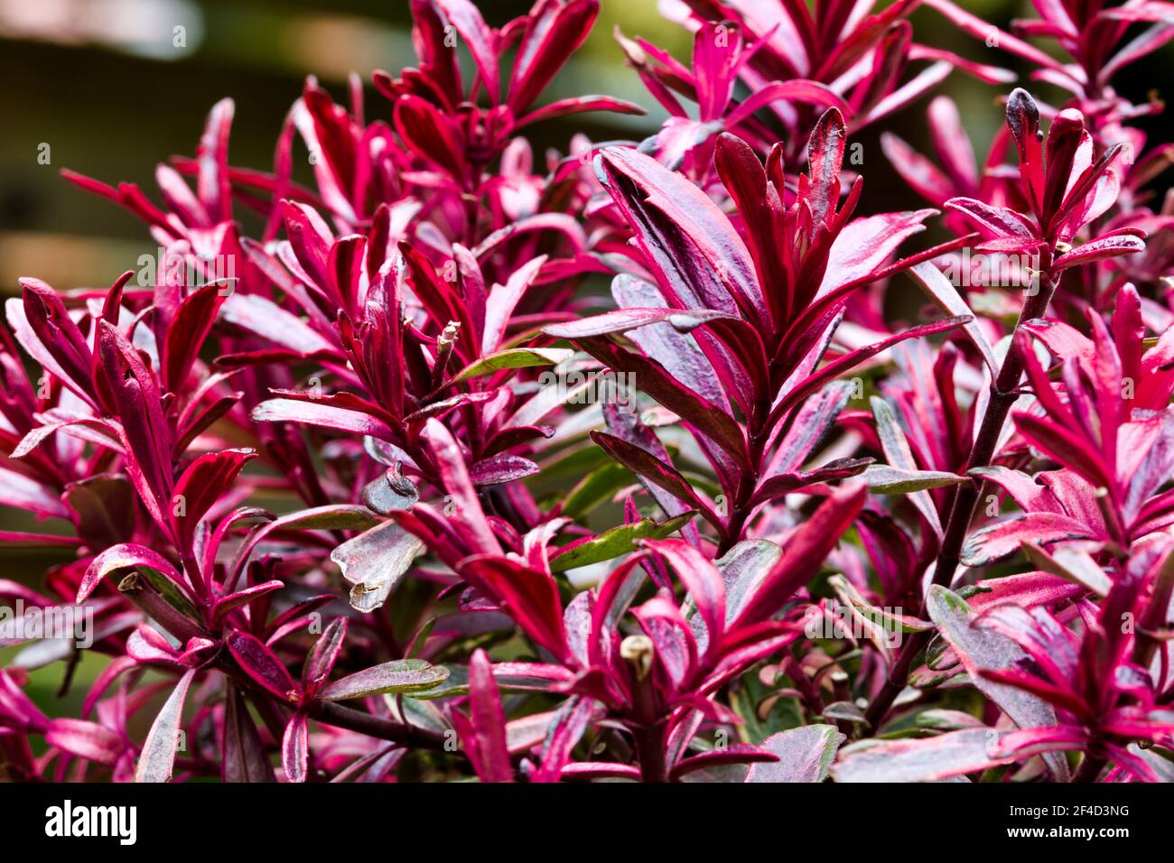 Hebe 'Frozen Flame' Stock Photo - Alamy