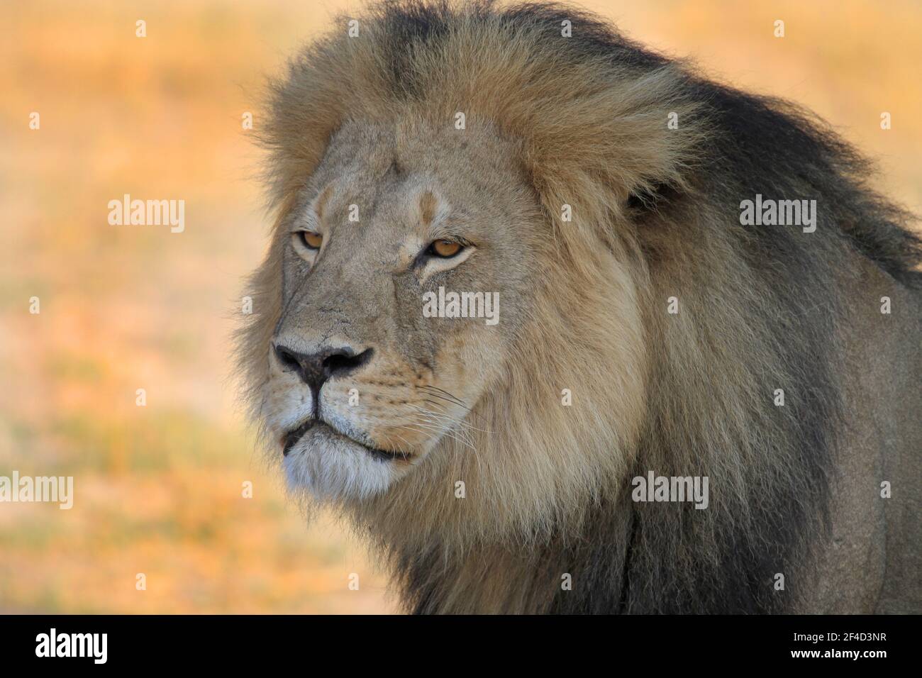 Cecil the Lion - Iconic Big Cat in Hwange National Park Stock Photo - Alamy