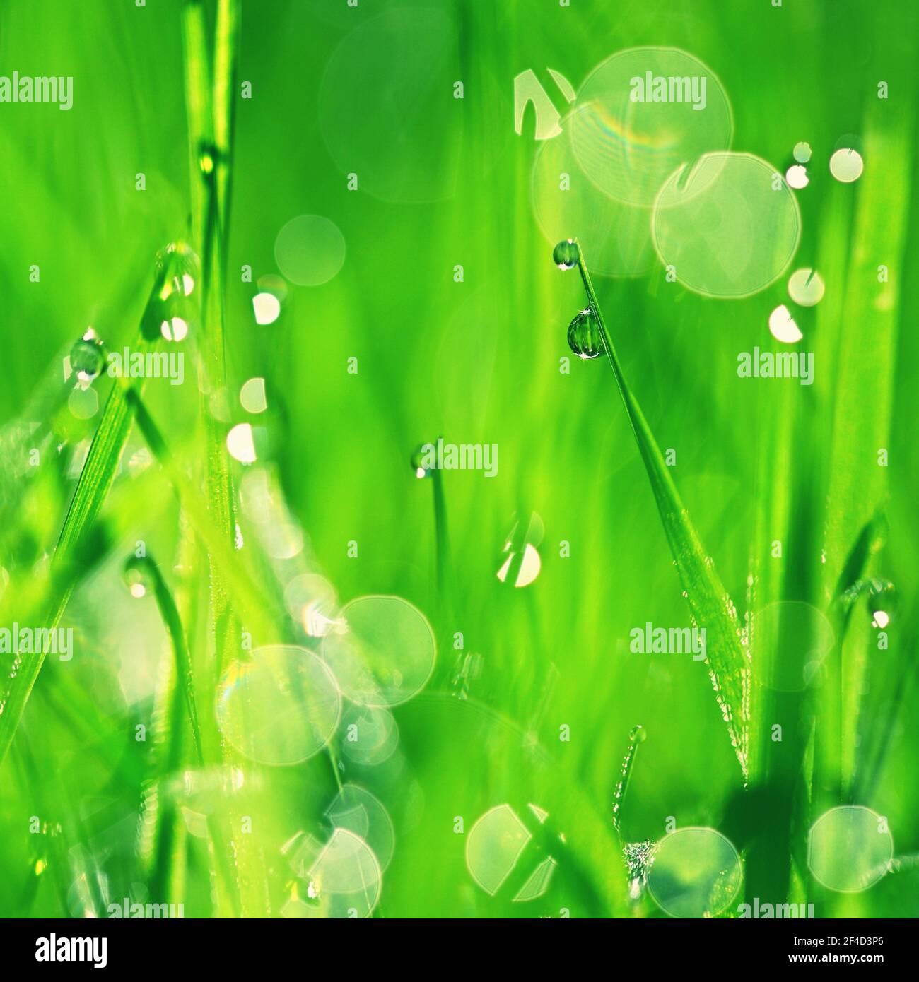 Nature - dew in the grass. Fresh green concept and abstract colorful ...