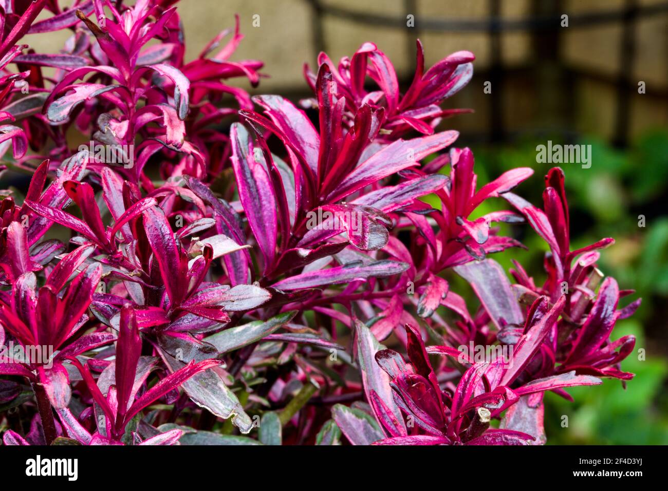 Hebe 'Frozen Flame' Stock Photo - Alamy