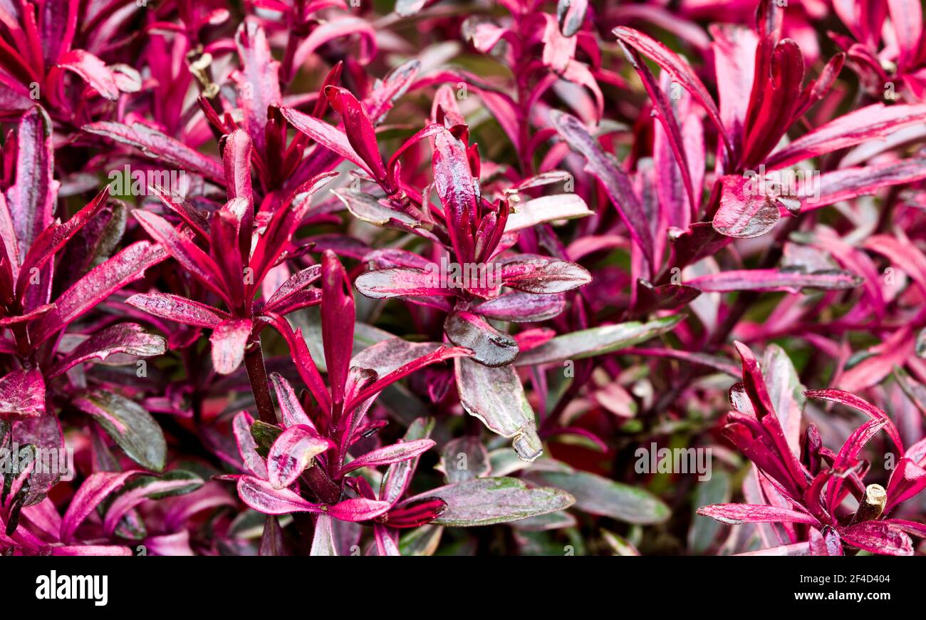 Garden border hebe hi-res stock photography and images - Alamy