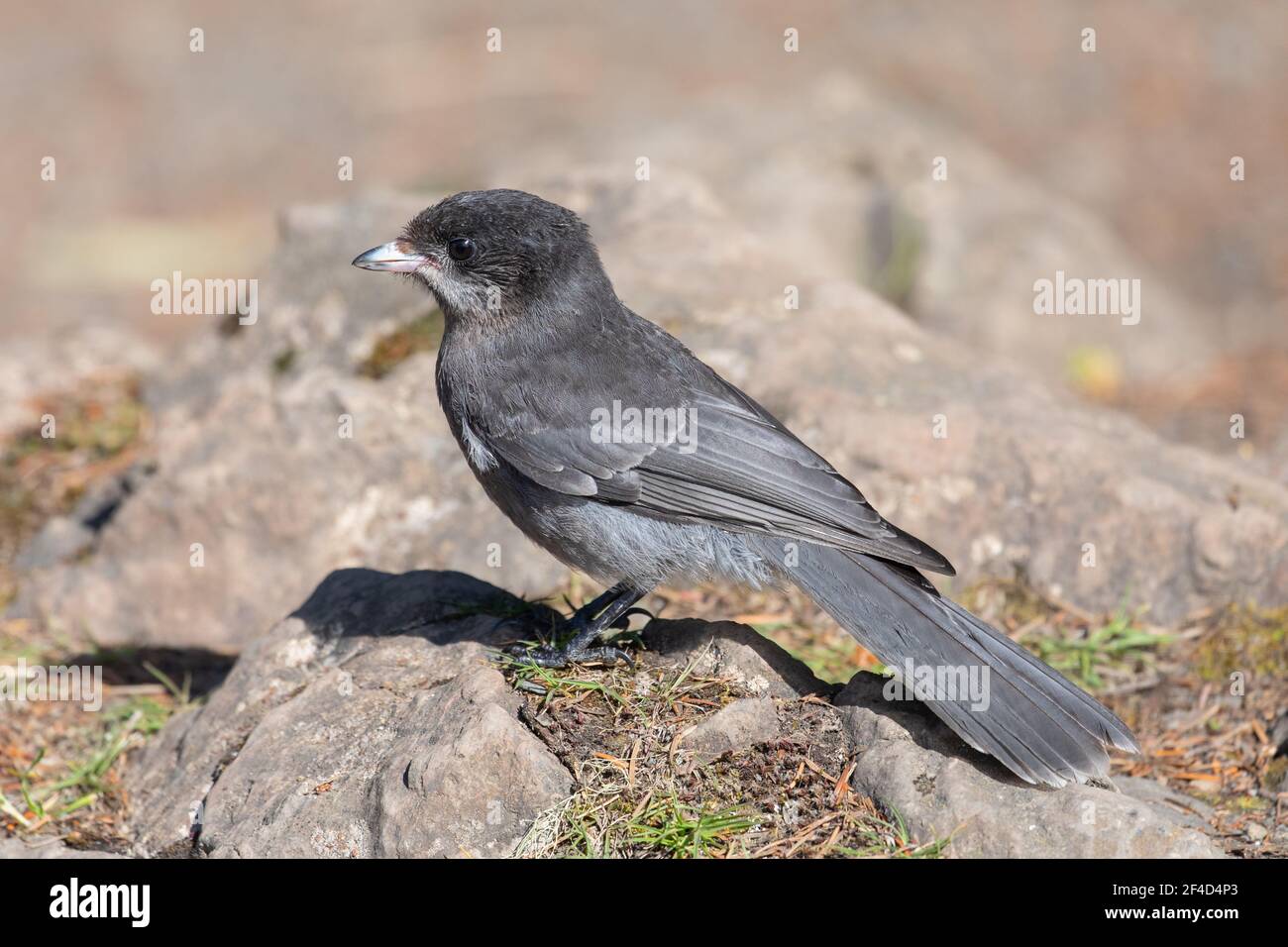 Jay fledgling hi-res stock photography and images - Alamy
