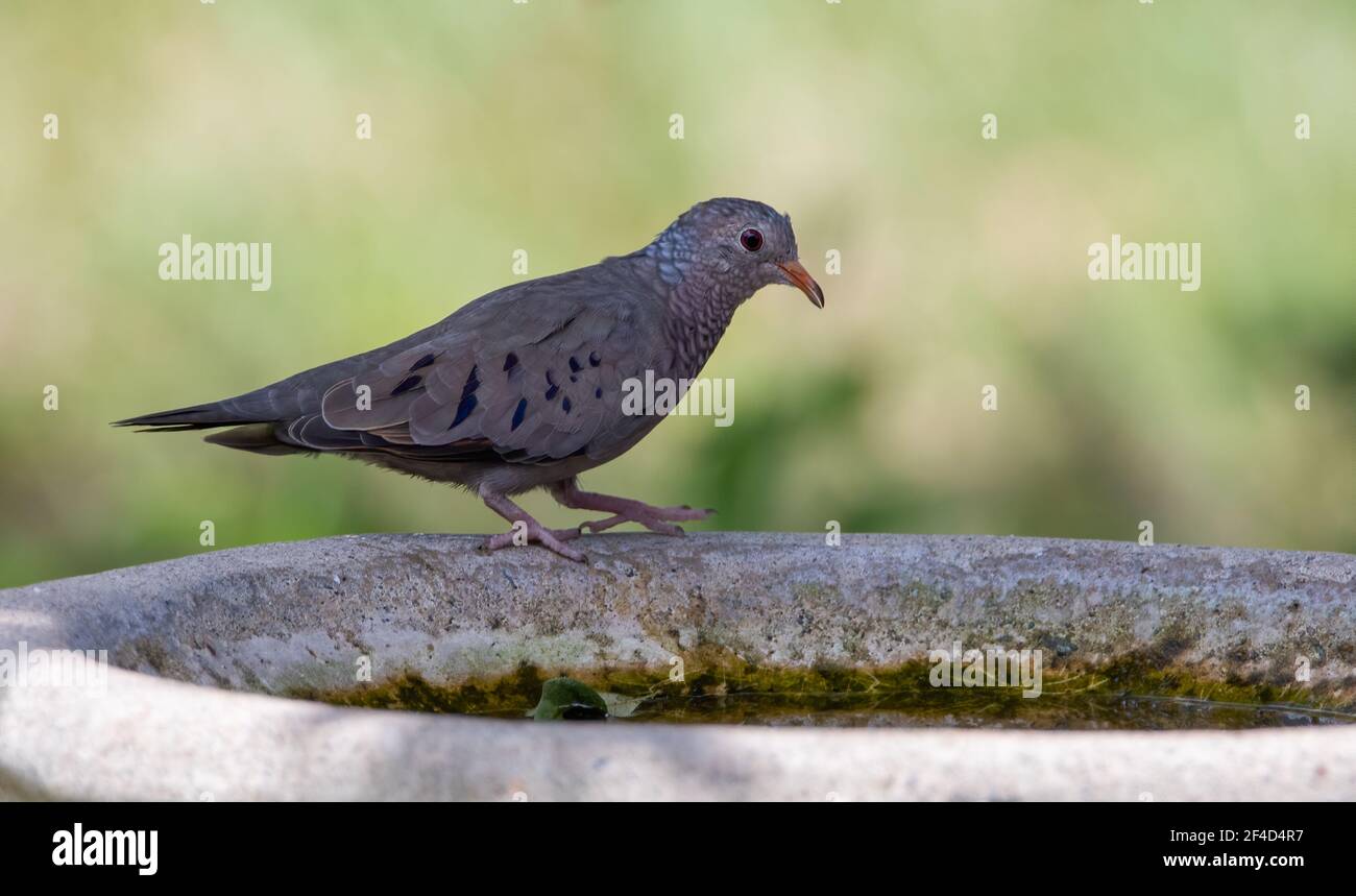 Smallest dove hi-res stock photography and images - Alamy